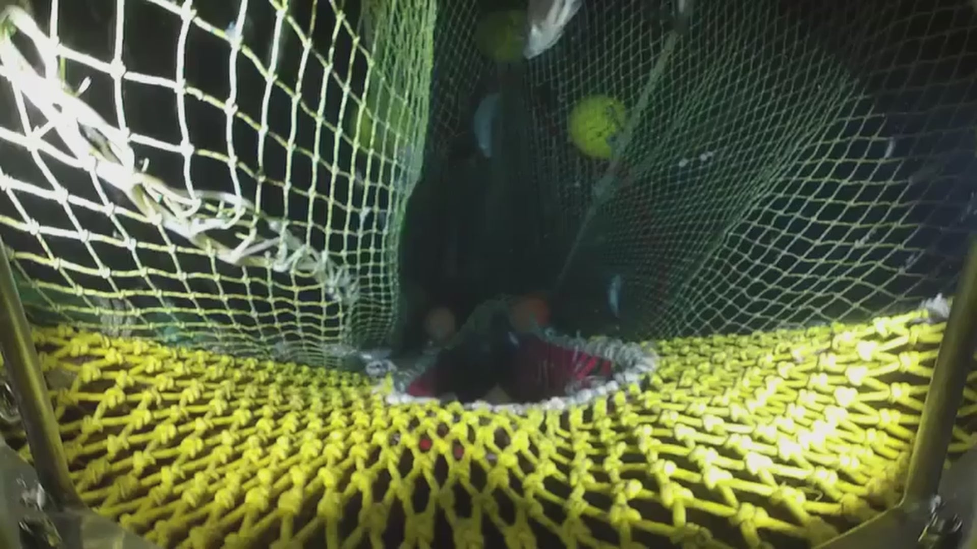 The Sexton Co. Custom Underwater Camera Equipment Housings – Sexton ...